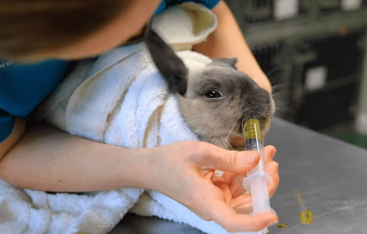 Critical Care for Rabbits: A Step-by-Step Emergency Guide – Cutie Rab