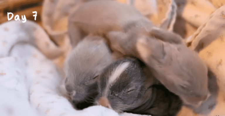 The Life Cycle Of A Rabbit – Cutie Rab