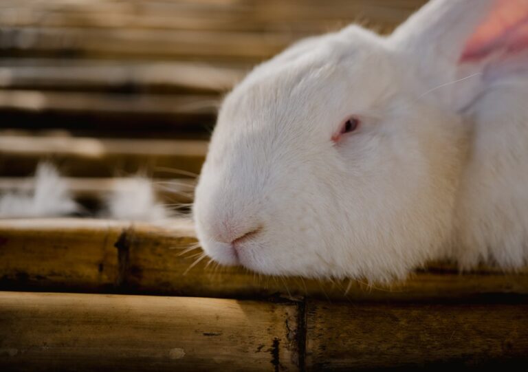 Senior Rabbit Care – Cutie Rab