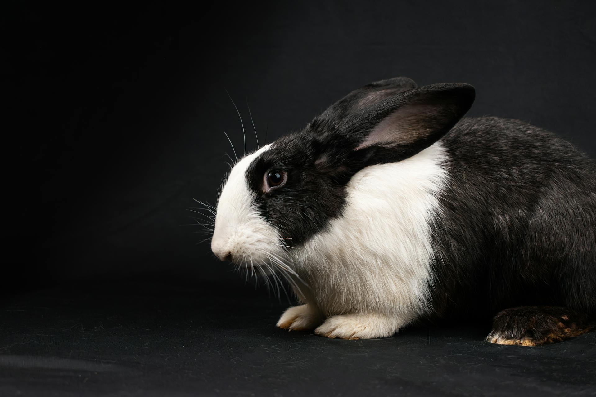 Senior Rabbit Care – Cutie Rab