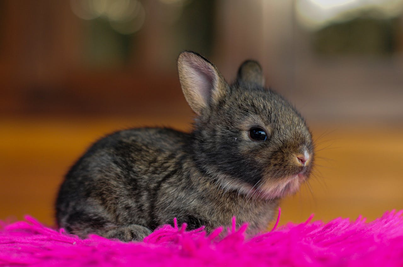Signs of Rabbit Depression – Cutie Rab