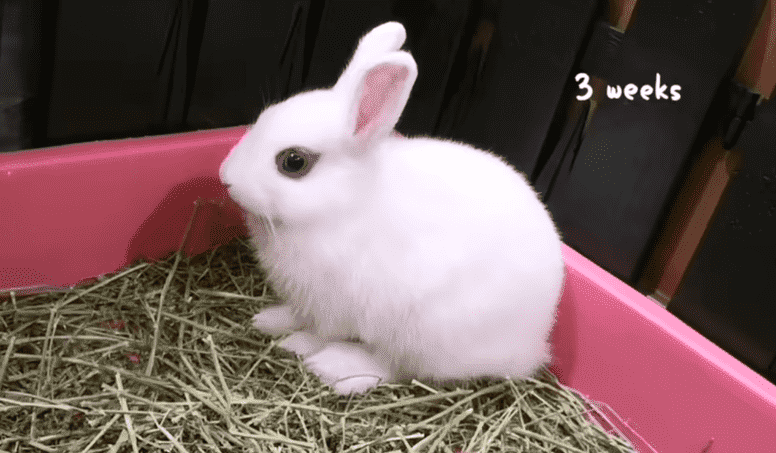 The Life Cycle Of A Rabbit – Cutie Rab